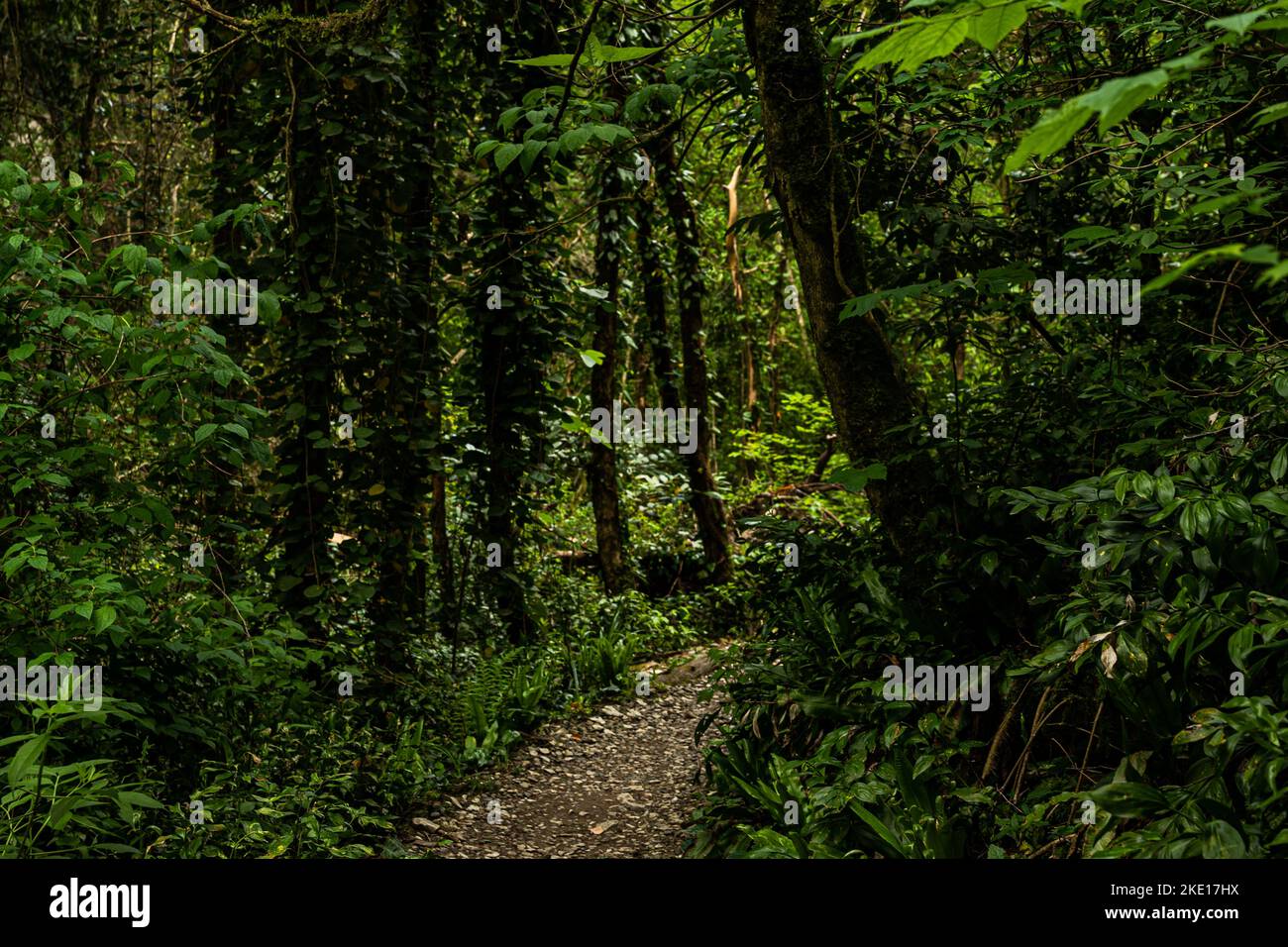 A trail in a dense forest with tall and leafy trees Stock Photo - Alamy