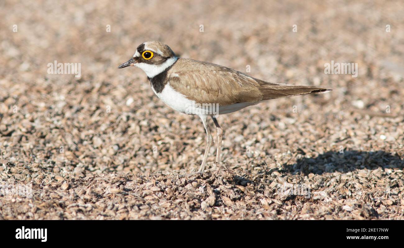 A closeup of a Little Ringed Plover on the ground outdoors Stock Photo ...
