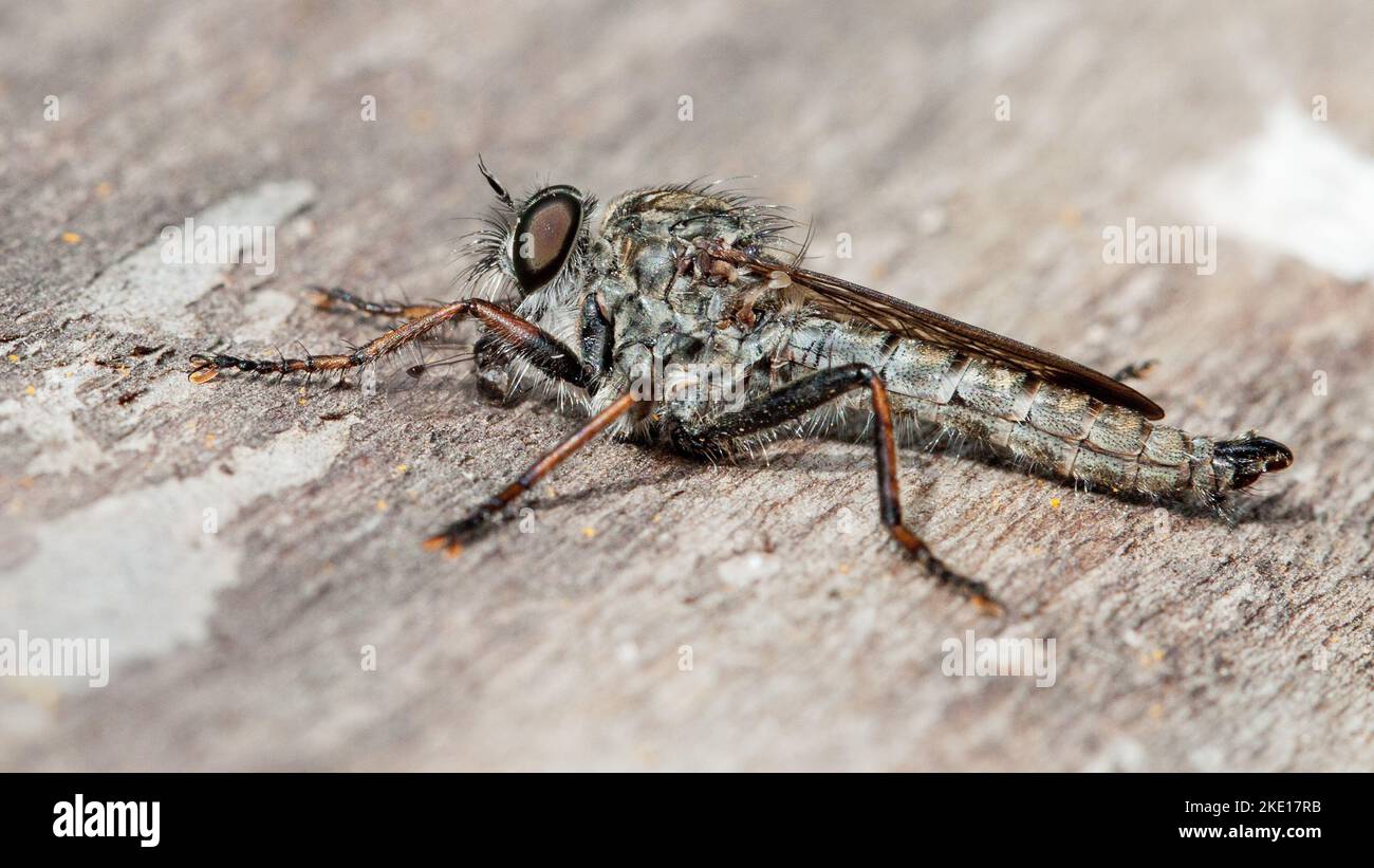 A closeup of a Robber fly on the ground outdoors Stock Photo - Alamy