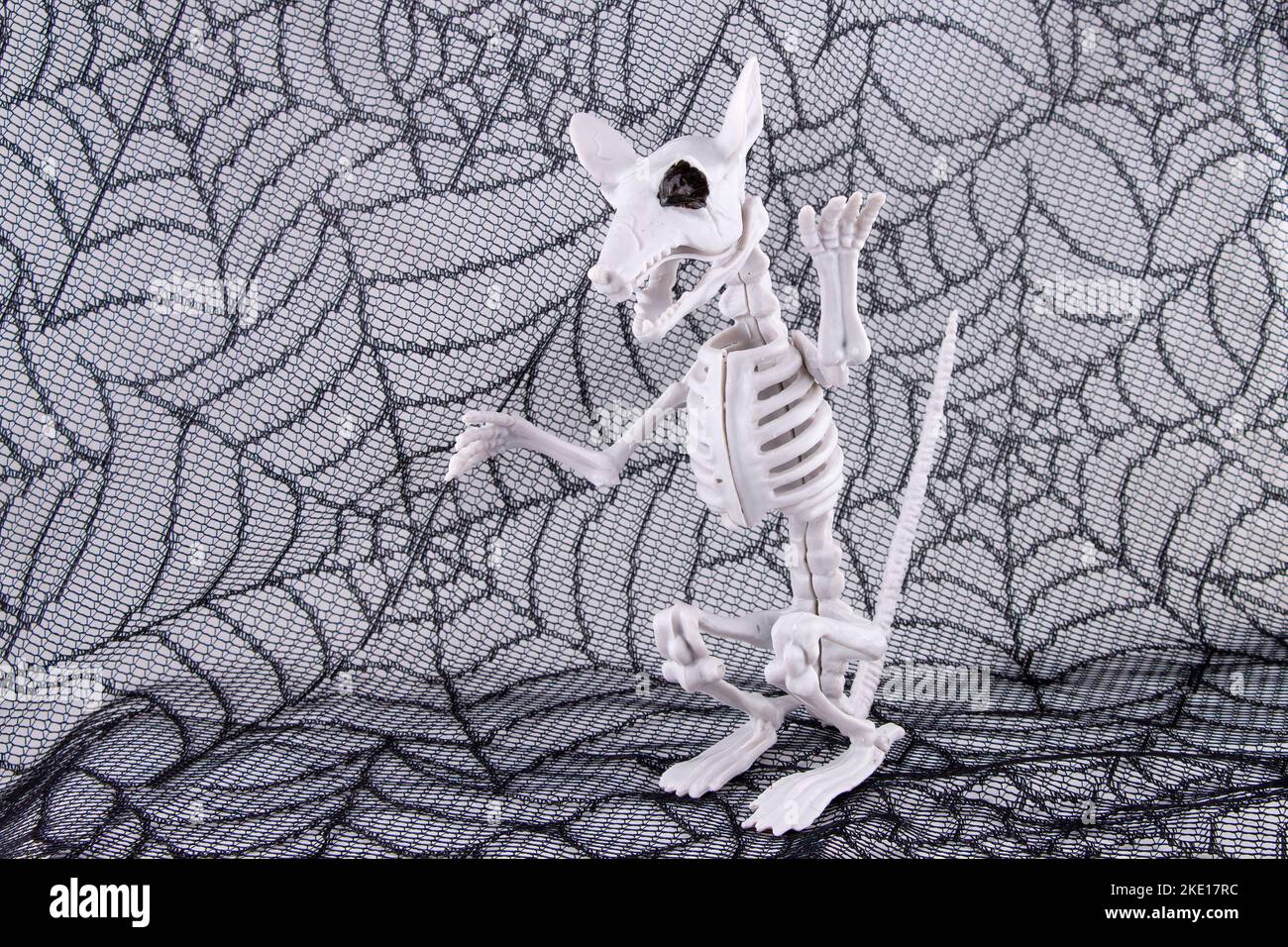 A bat skeleton as Halloween decor isolated on black cobwebs Stock Photo ...