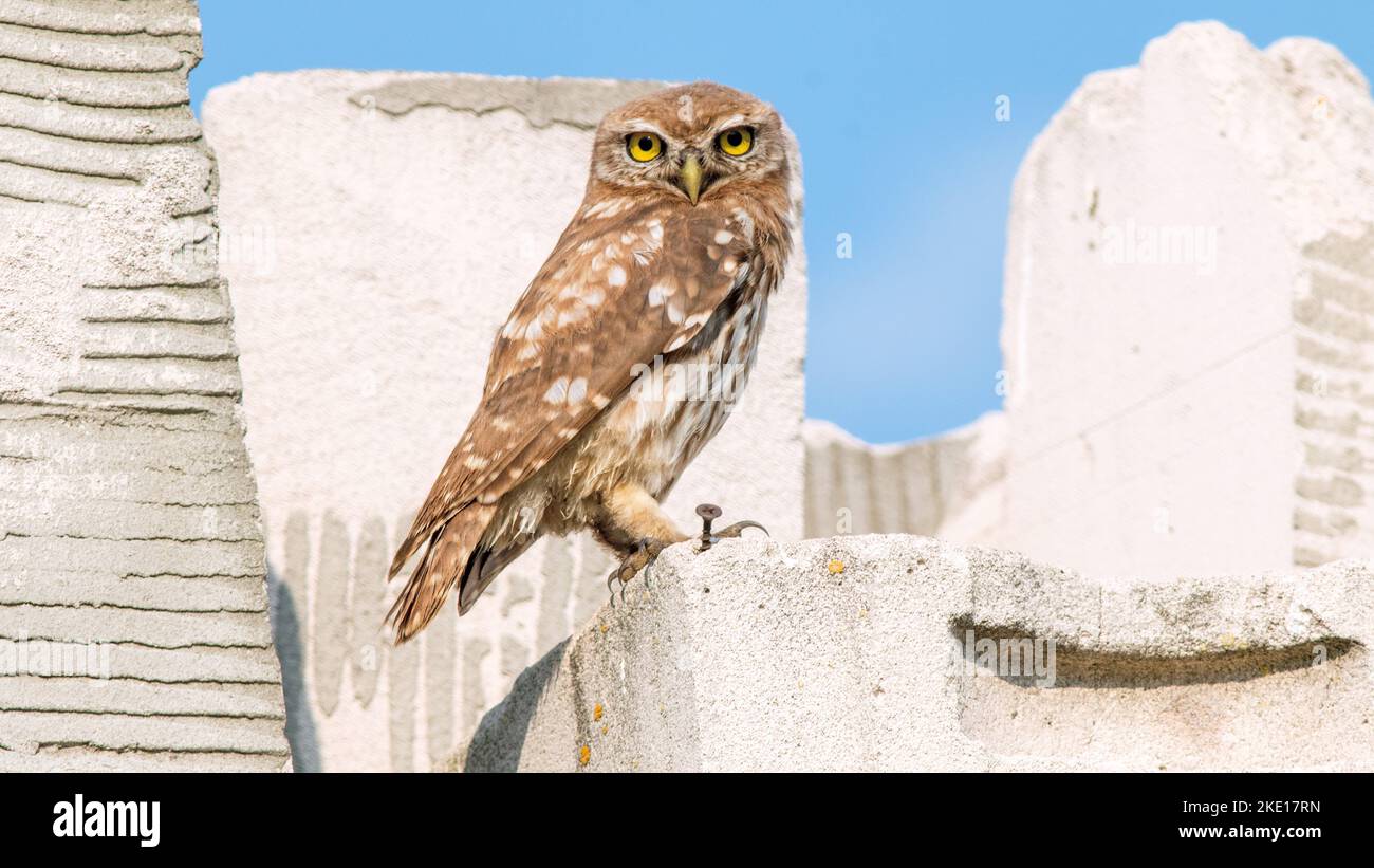The Owl of Athena or Owl of Minerva sitting on a stone with a blue sky ...
