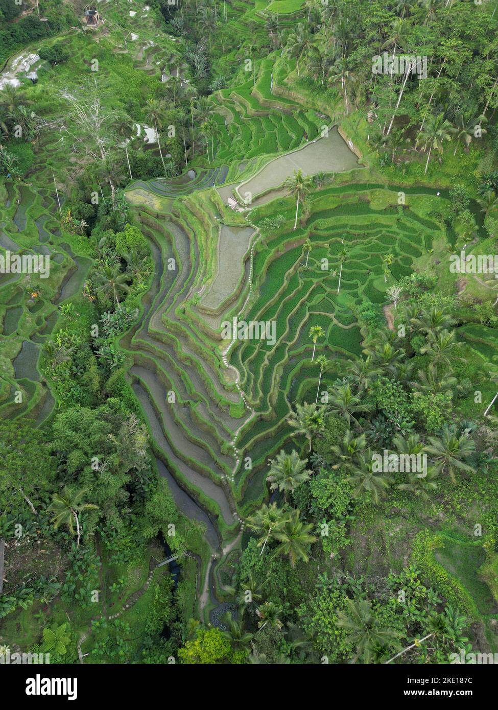 A vertical aerial of an arable land full of tropical trees and stairs ...