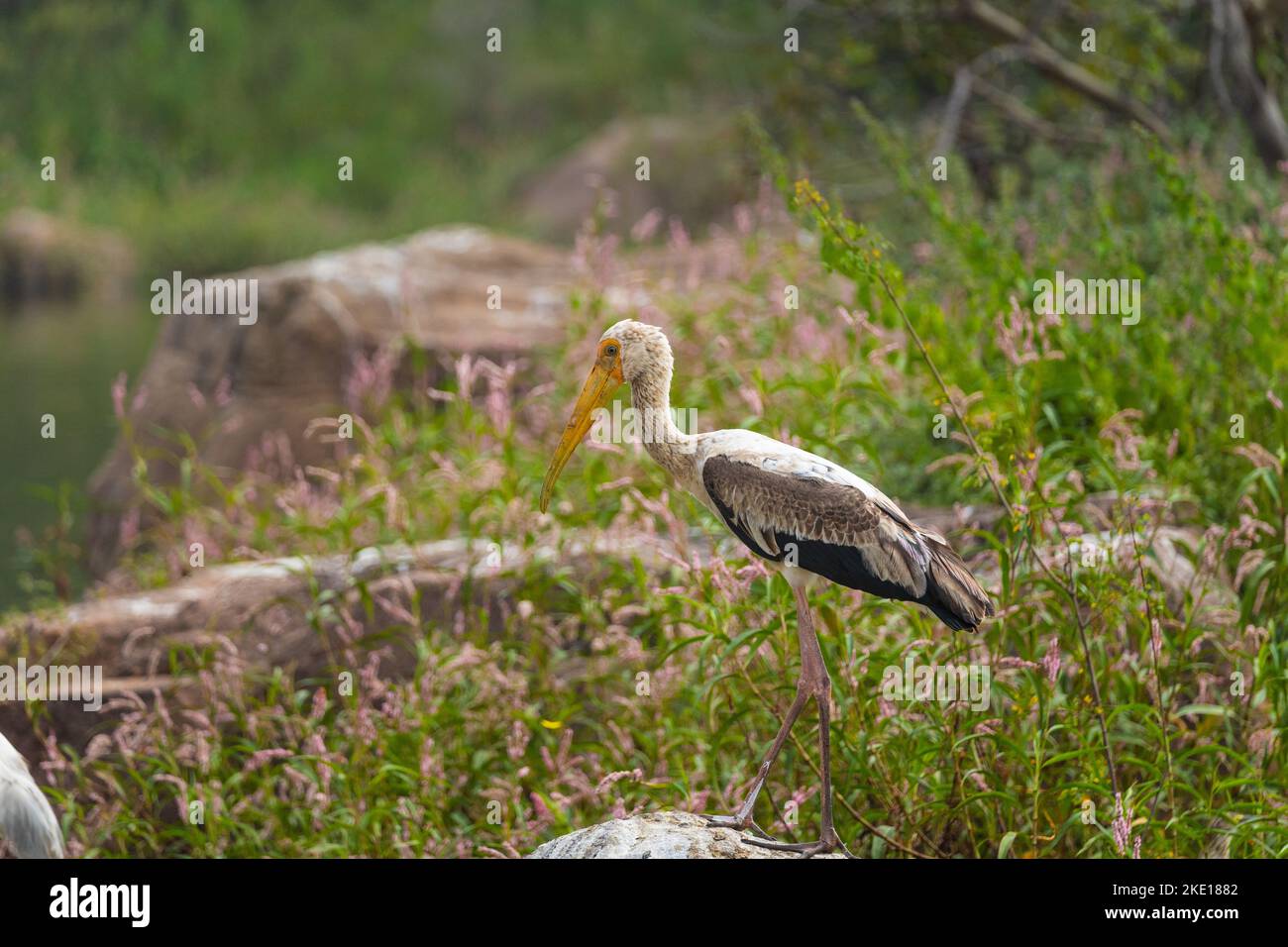 A side closeup of a painted stork standing on the stones with blurred ...