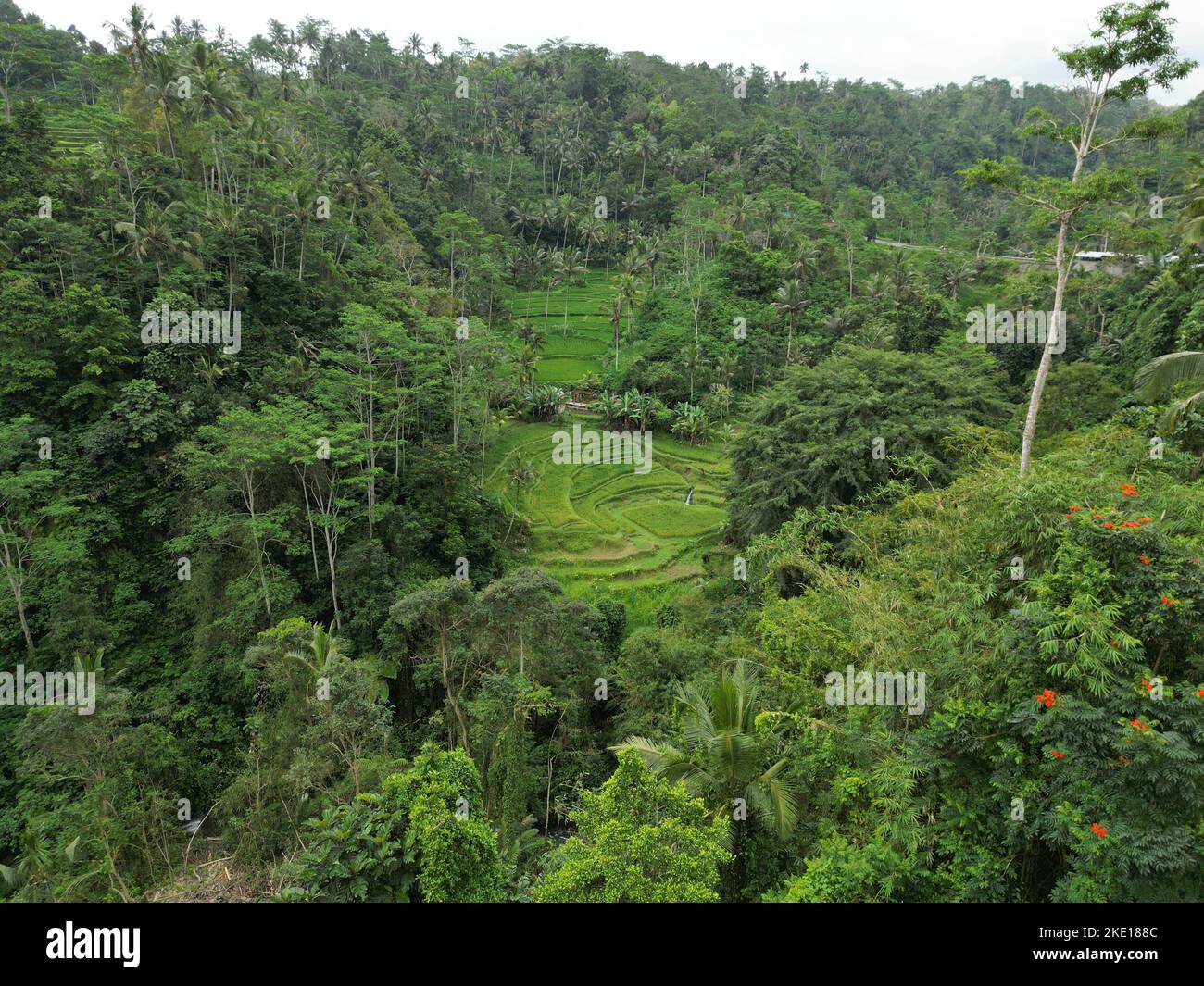 An aerial of an arable land full of tropical trees and stairs rice ...