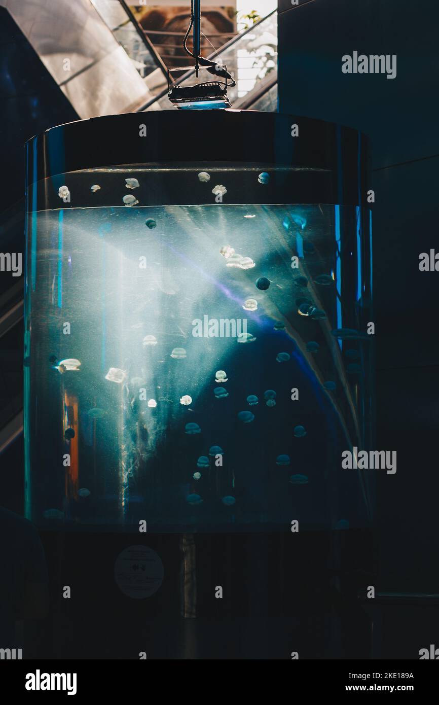 Valencia, Spain. A huge aquarium with fish in the museum Stock Photo ...