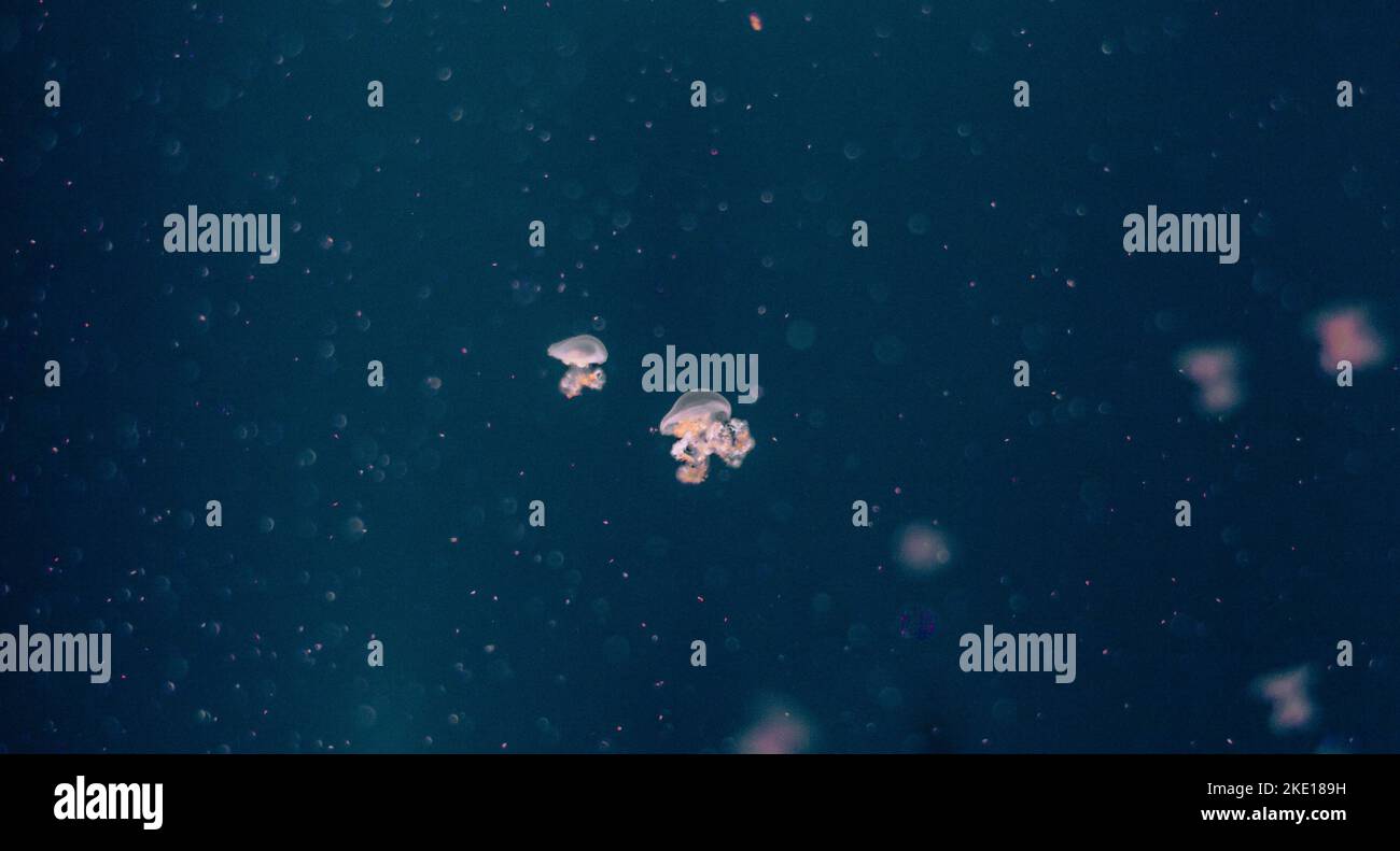 White jellyfish dance in dark blue ocean water Stock Photo - Alamy