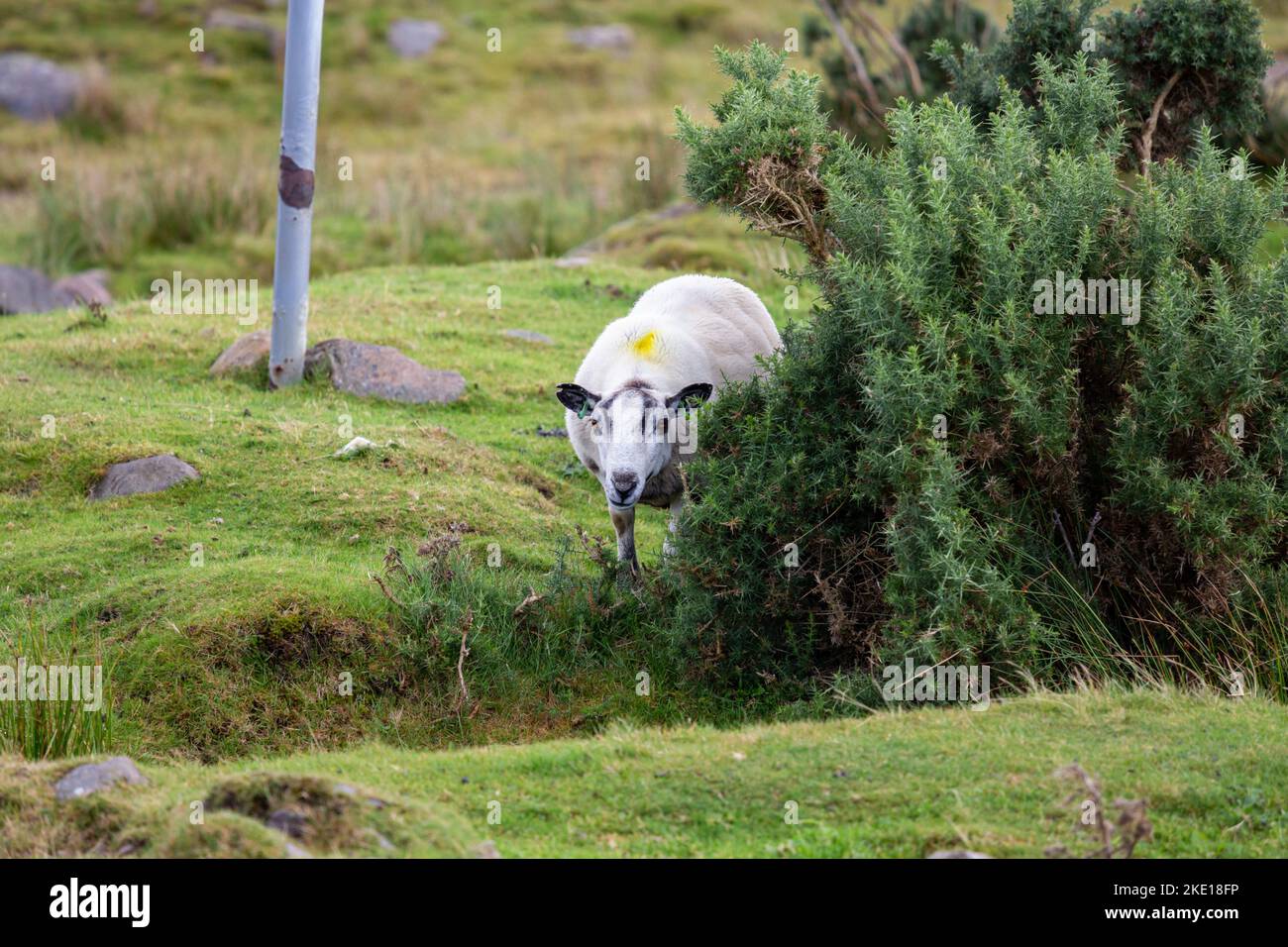 A highland mule sheep in a grassland Stock Photo - Alamy