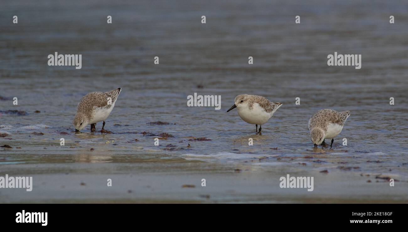 Three Sanderling (Calidris alba) wading , feeding and probing their ...