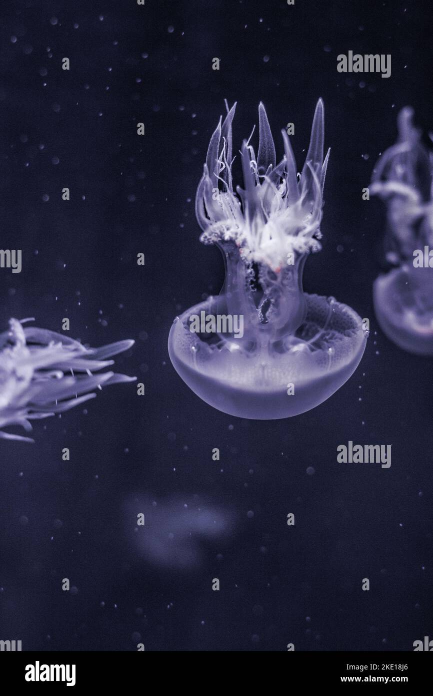 The jellyfishes dance hi-res stock photography and images - Alamy