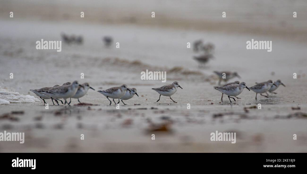 All in a line. Sanderling (Calidris alba) wading , feeding and probing ...