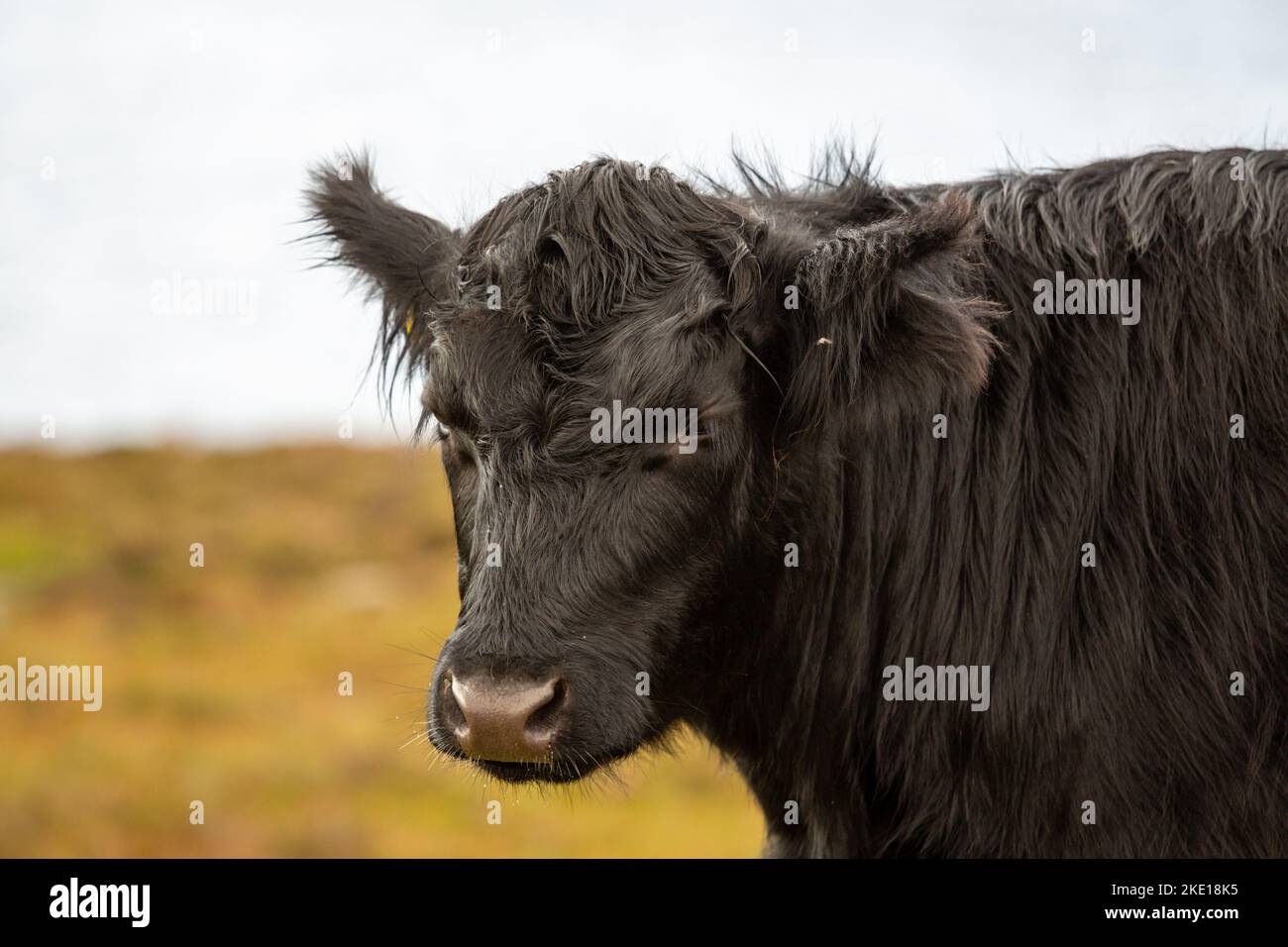 A black highland cow in a background of grassland Stock Photo - Alamy