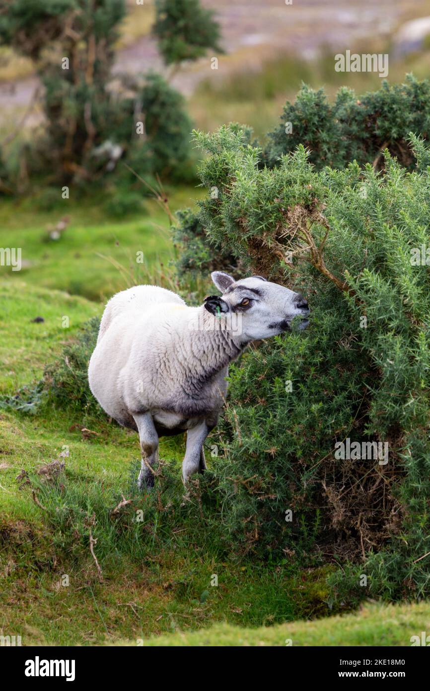 A highland mule sheep grazing a plant in a grassland Stock Photo - Alamy