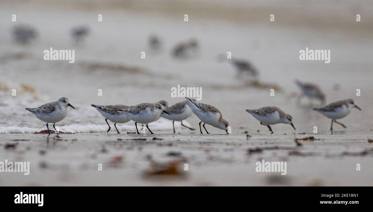 A line of Sanderling (Calidris alba) wading , feeding and probing their ...