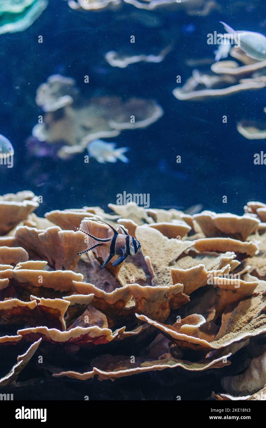 small brown fish with black stripes in an aquarium with blue water near ...