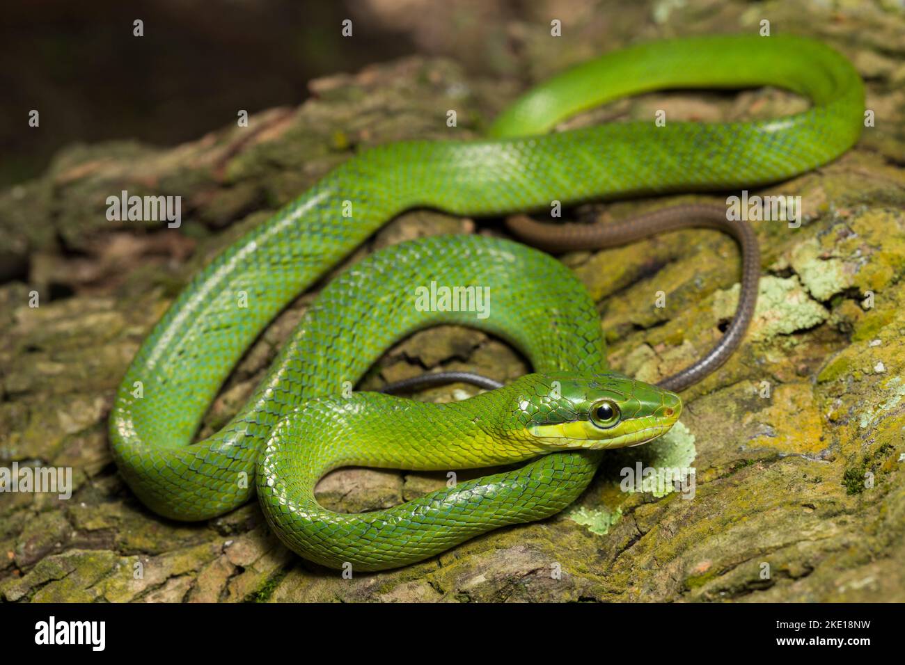 Gonyosoma oxycephalum, the arboreal ratsnake, the red-tailed green ...