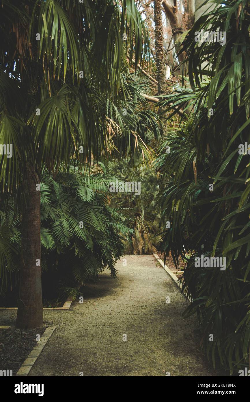 beautiful park with green plants and palm trees, under which there is a ...