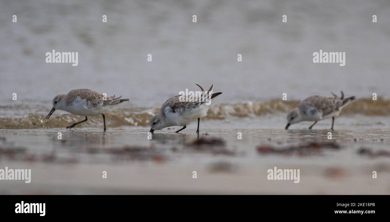 Three Sanderling (Calidris alba) in a row, feeding, probing their beaks ...