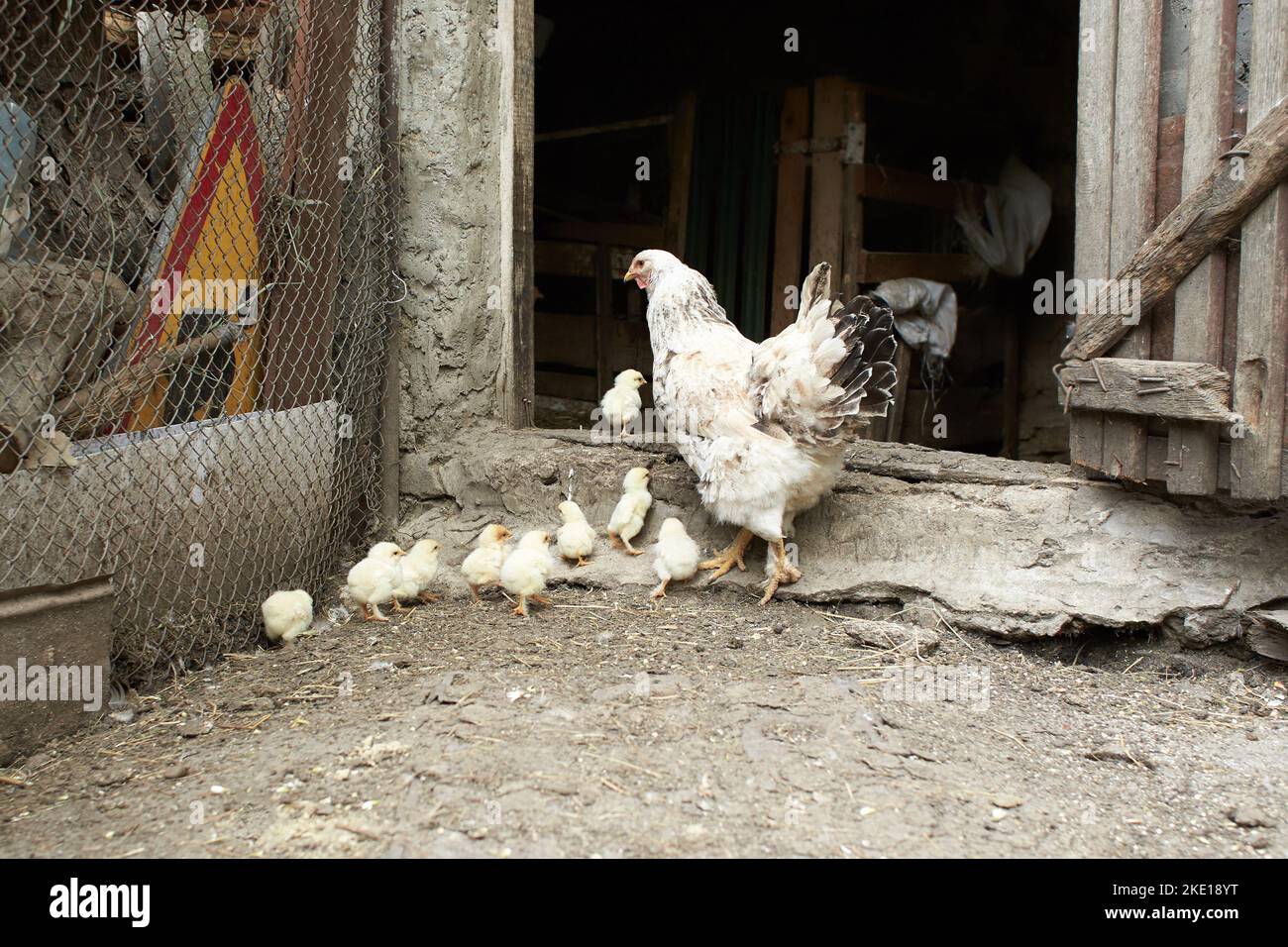White domestic hen hen with chicks Stock Photo - Alamy