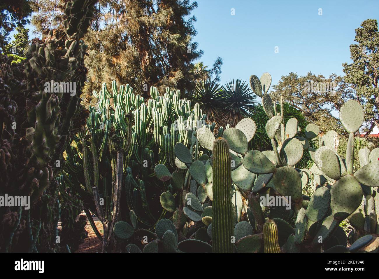 park with green giant cacti under a blue sky Stock Photo - Alamy