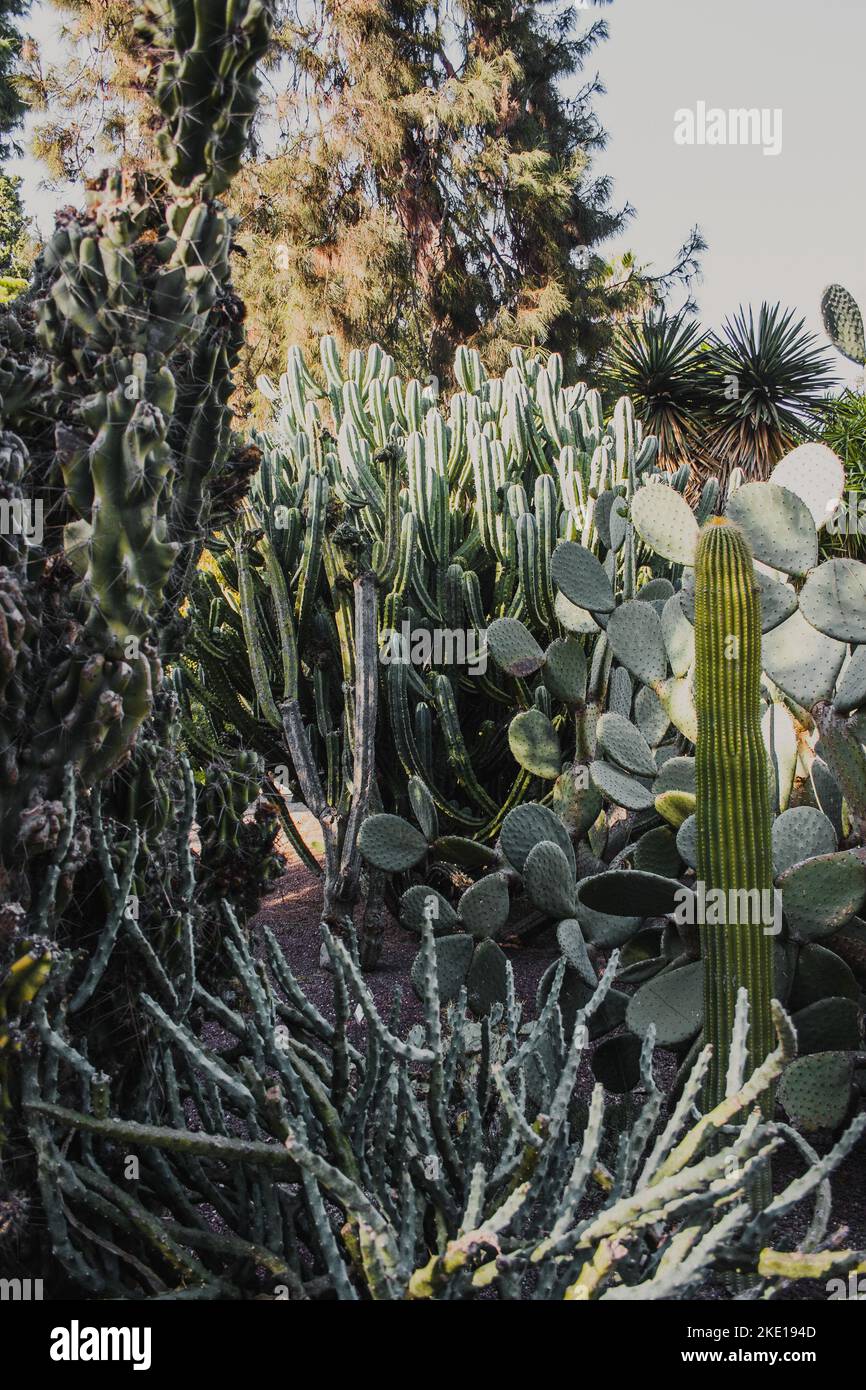 park with green giant cacti under a blue sky Stock Photo - Alamy