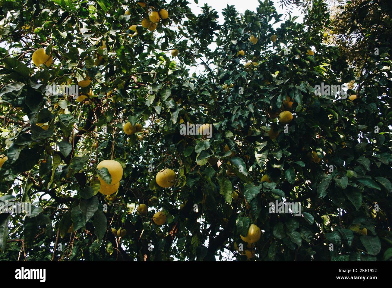 Pomelo fruits on the trees in the citrus garden. Pomelo is the ...