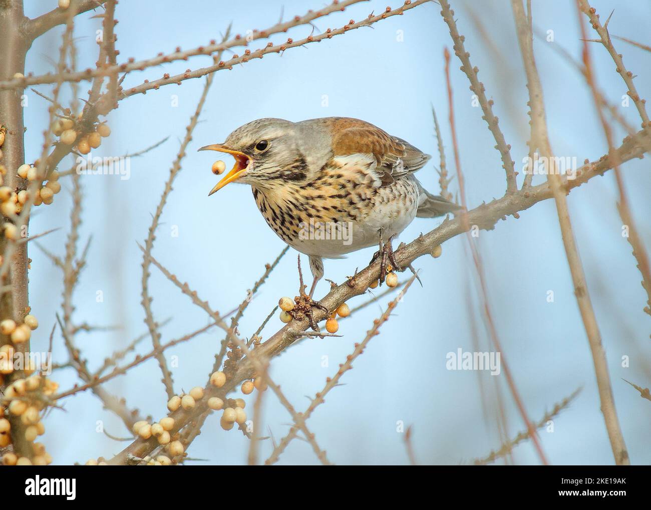 A closeup shot of a fieldfare bird catching a seed in its mouth on a ...