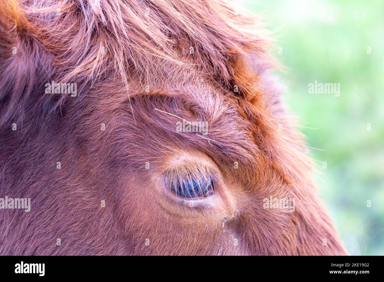 A closeup shot of the snout with an eye of a brown cow on the blurred ...
