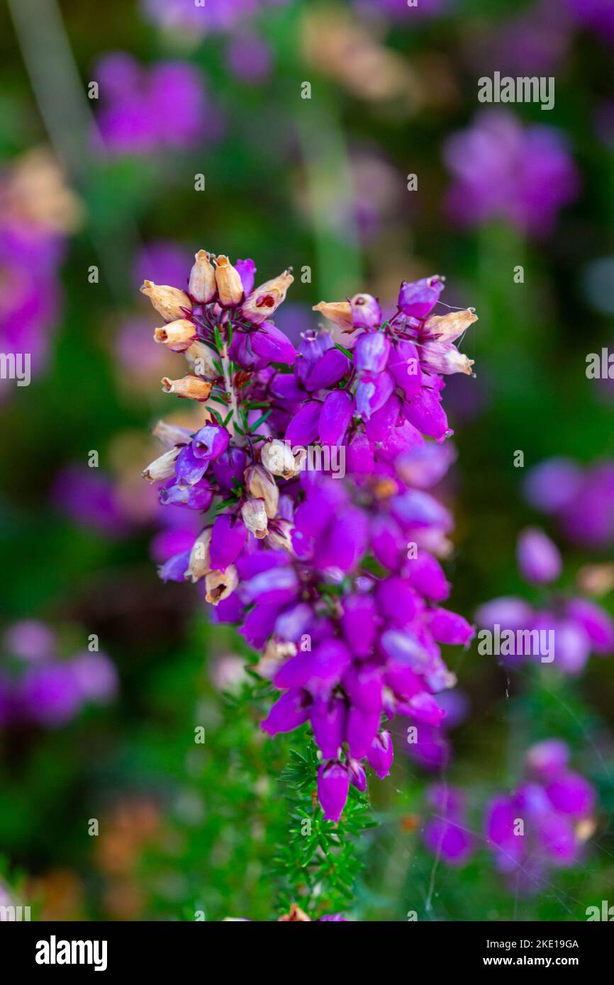 A closeup shot of the purple bell heather flower (Erica cinerea) on the ...