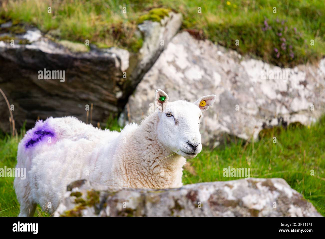 A white sheep with a purple mark on his back on a farm on the blurred ...