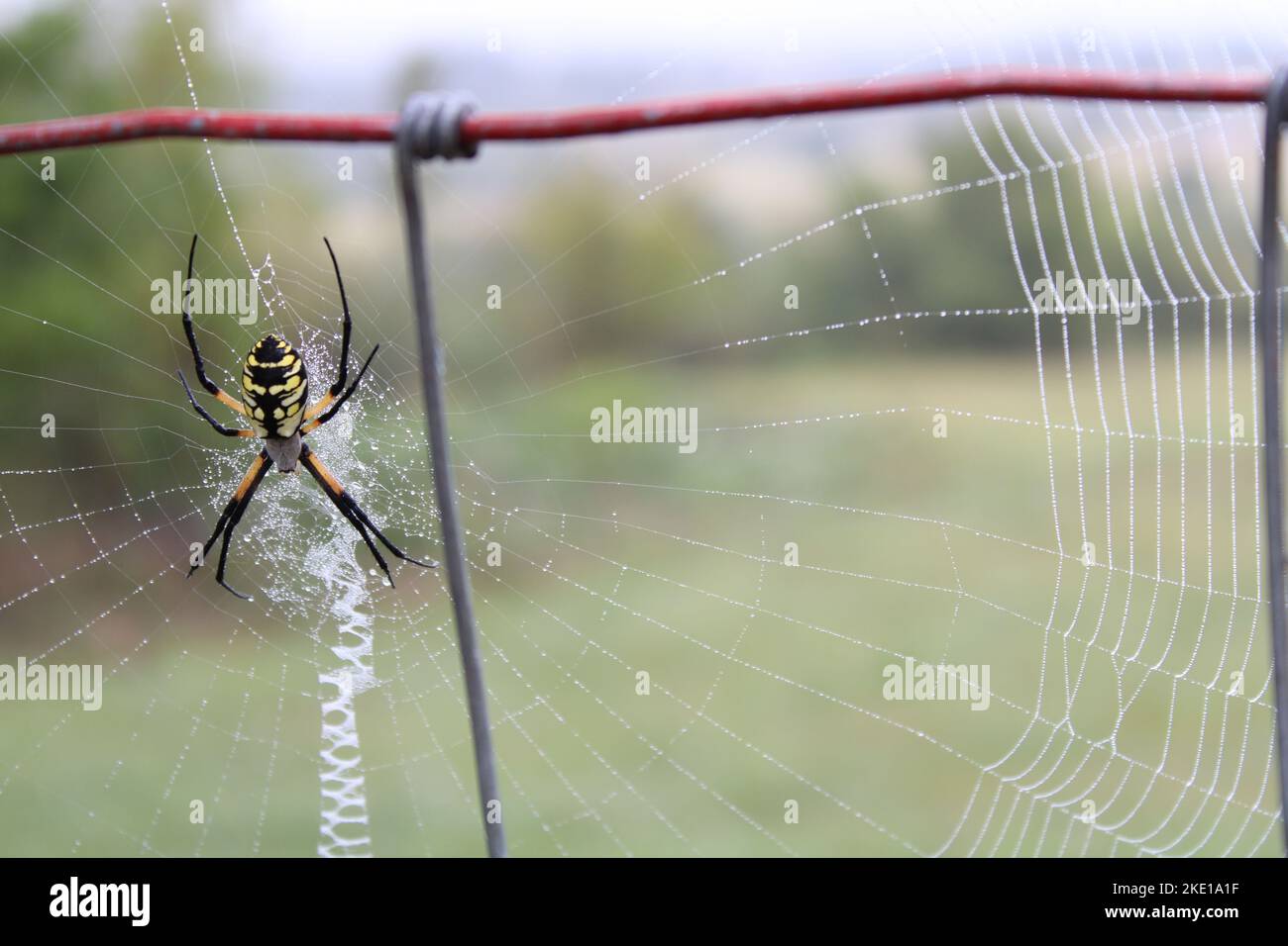 A closeup shot of a yellow garden spider on a web in a forest Stock ...
