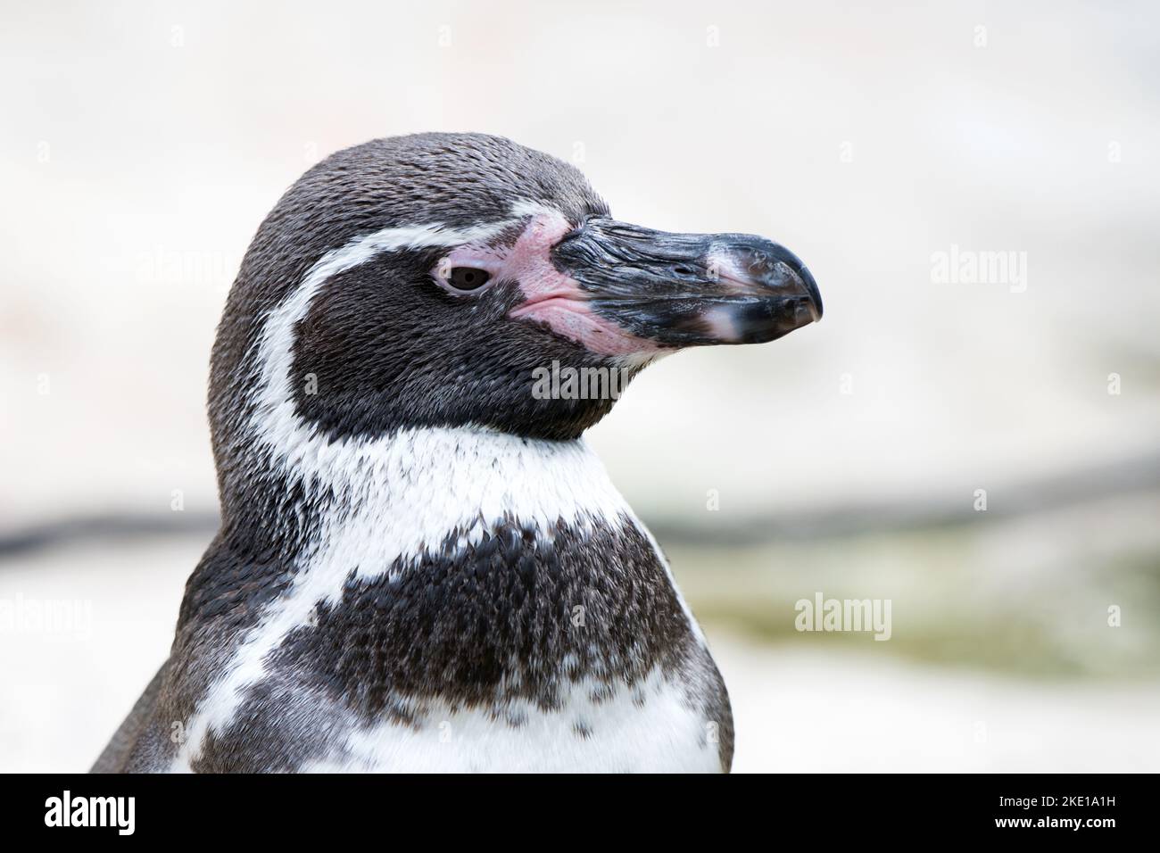 Close-up portrait lateral front view profile of cute king penguin as ...