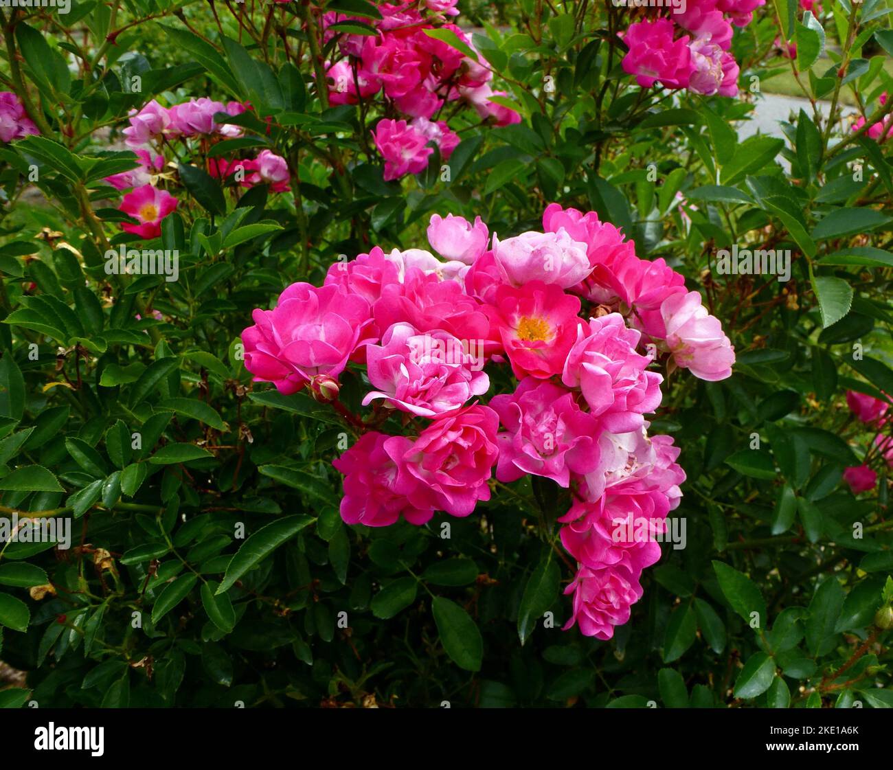 A closeup of the pink shrub roses against the green bush leaves Stock ...