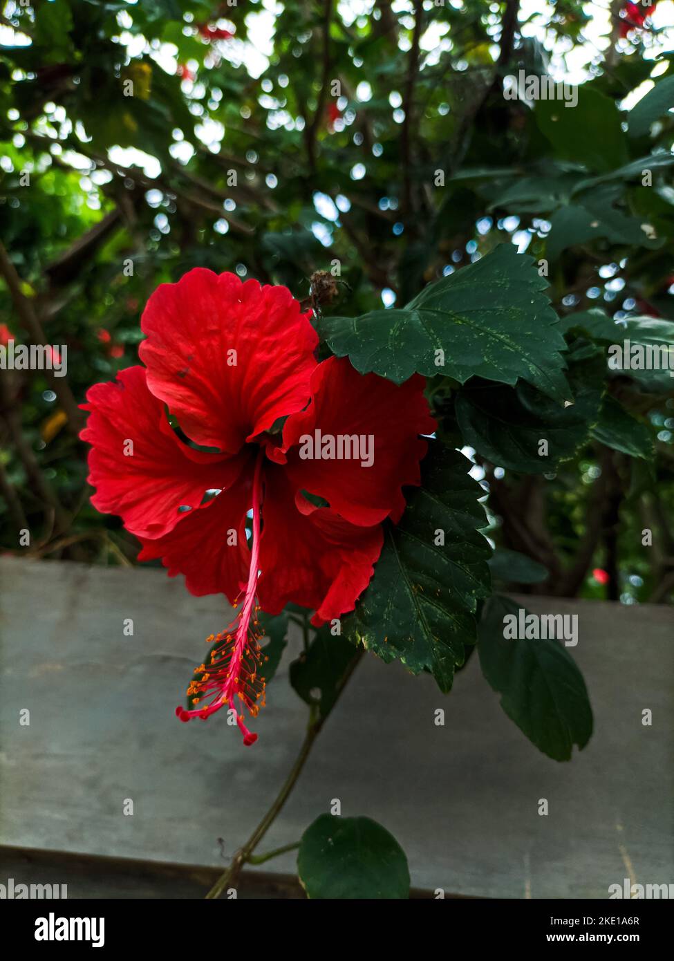 Hawaiian fence background hi-res stock photography and images - Alamy