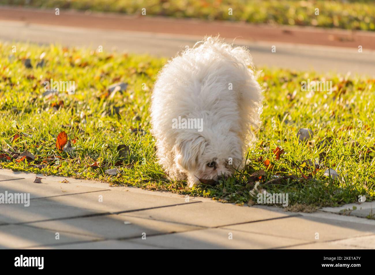 Miniature Maltese dog on a footpath. A playful white maltese dog on a ...