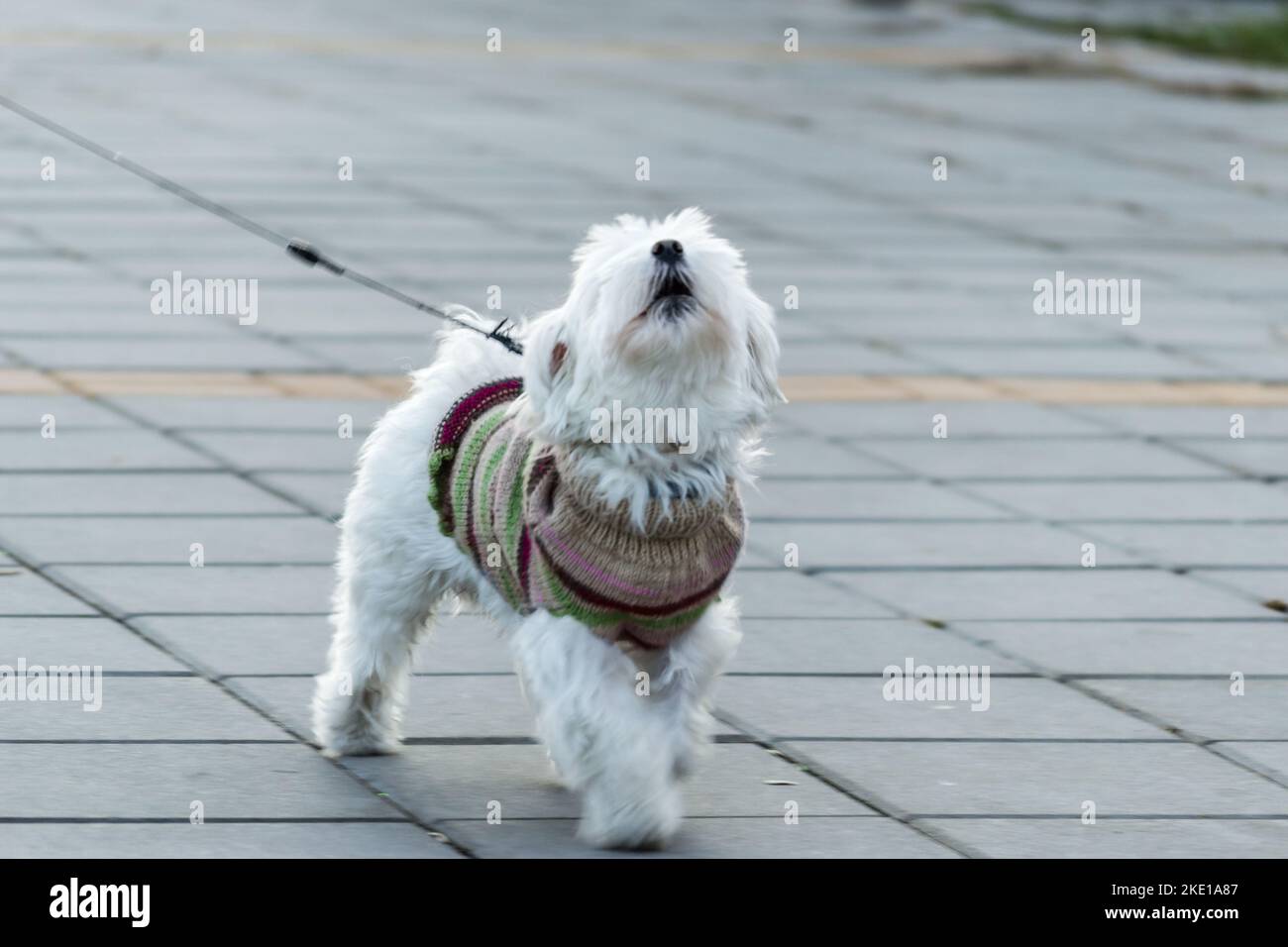 Miniature Maltese dog on a footpath. A playful white maltese dog on a ...