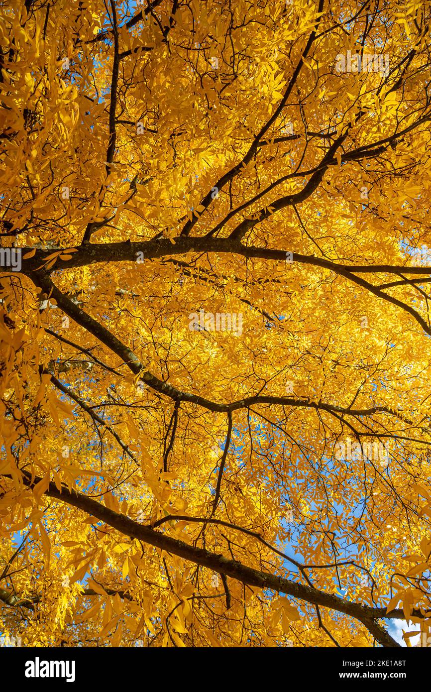 Bitternut hickory carya cordiformis leaf hi-res stock photography and ...