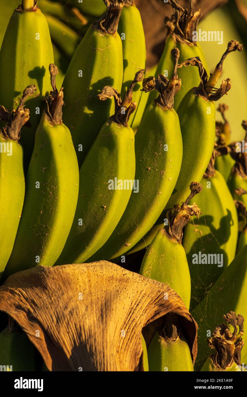 A vertical closeup of a bunch of green bananas on a tree under sunlight ...