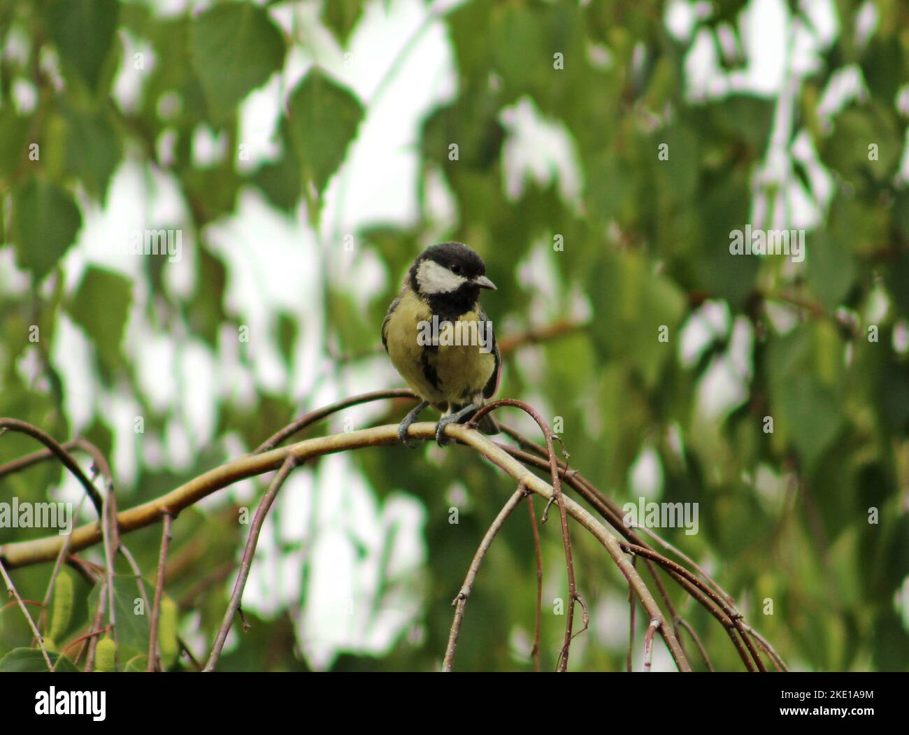 A closeup shot of a great tit bird on a tree in a forest during the day ...