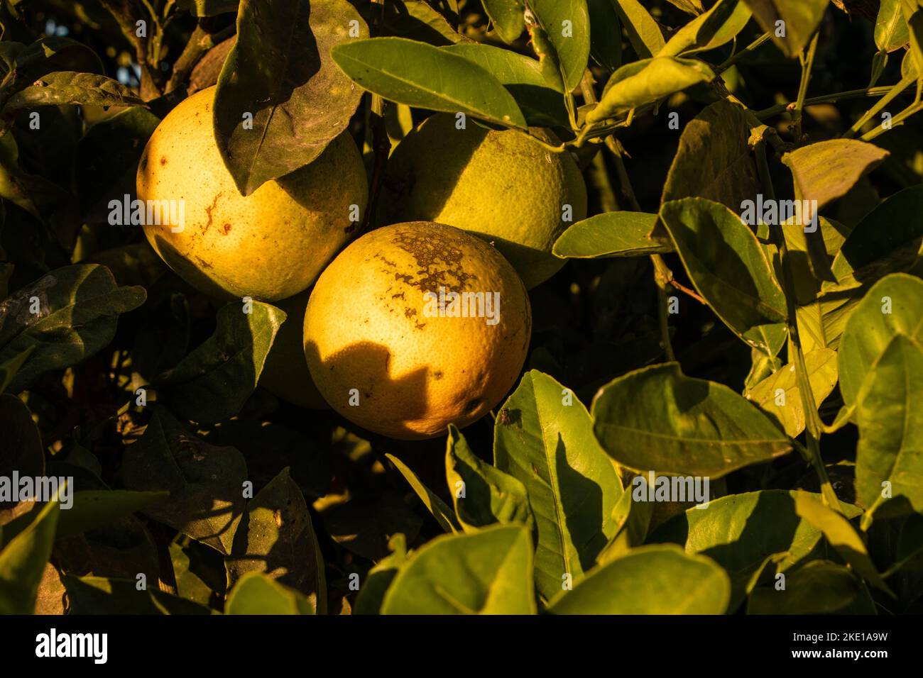 Raw fuerteventura hi-res stock photography and images - Alamy