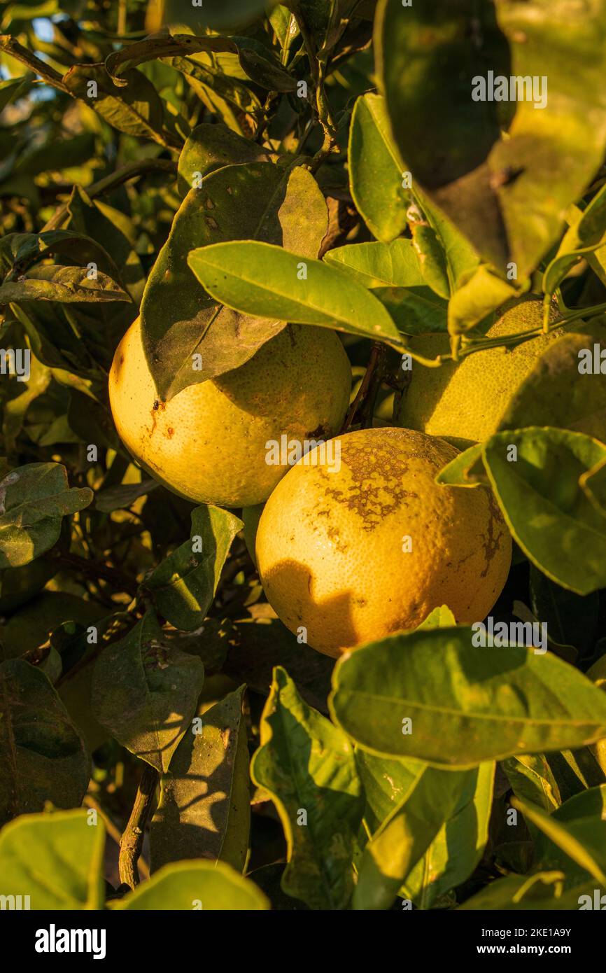 Raw fuerteventura hi-res stock photography and images - Alamy