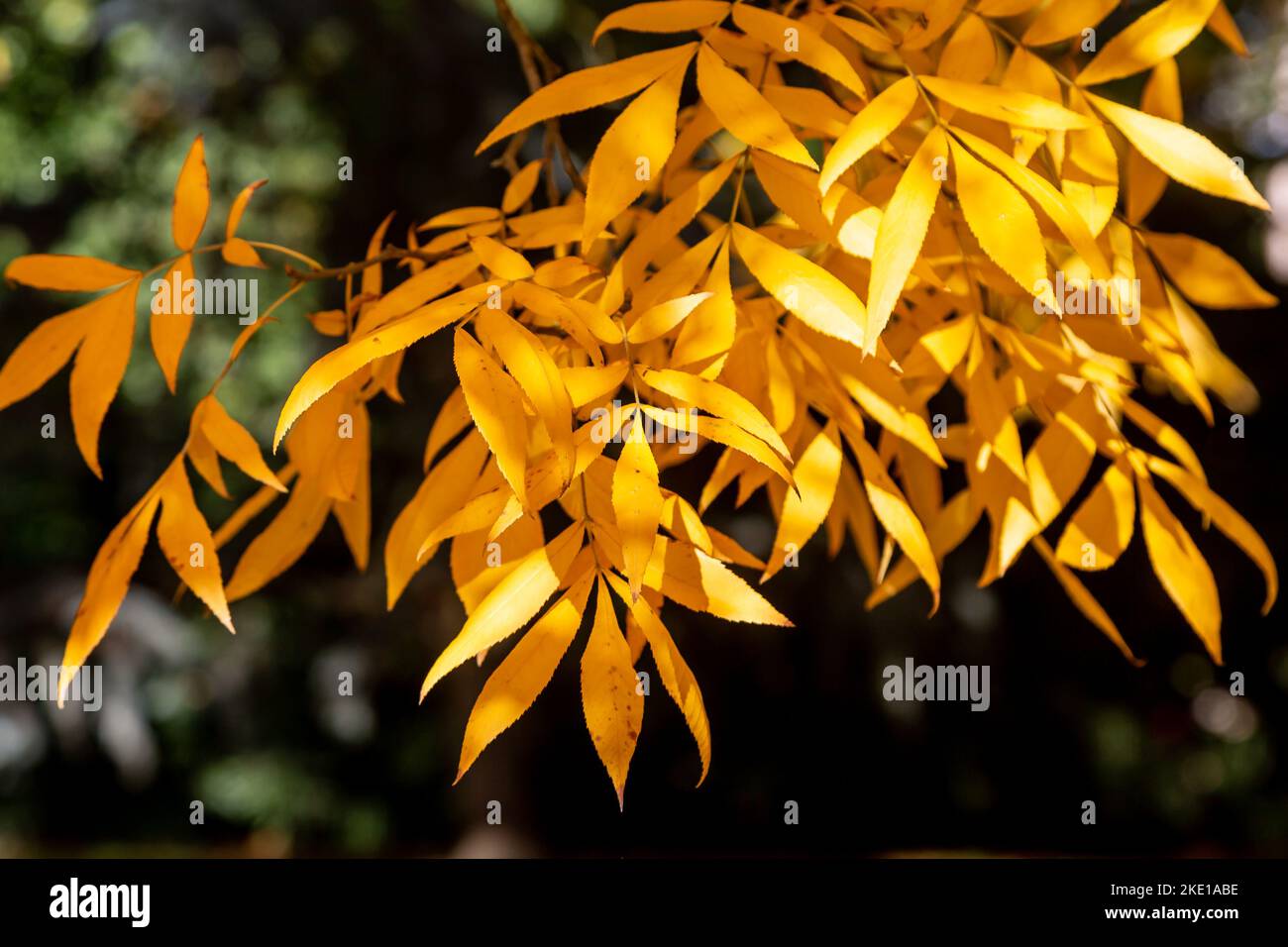 A close up of carya cordiformis leaves in autumn, with a shallow depth ...