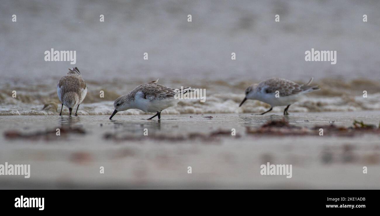 Three Sanderling (Calidris alba) feeding, probing their beaks into the ...