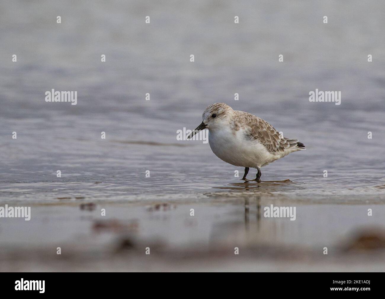 A small wader , the Sanderling (Calidris alba) standing in the shallow ...