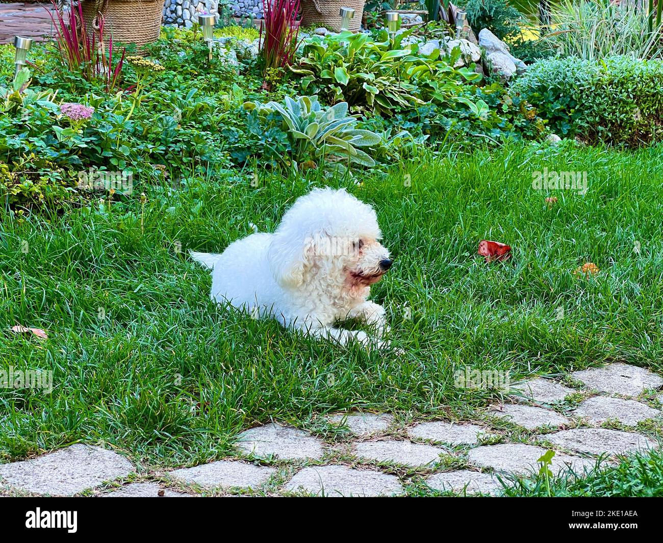 Cute little white puddle dog in the green flower garden Stock Photo - Alamy