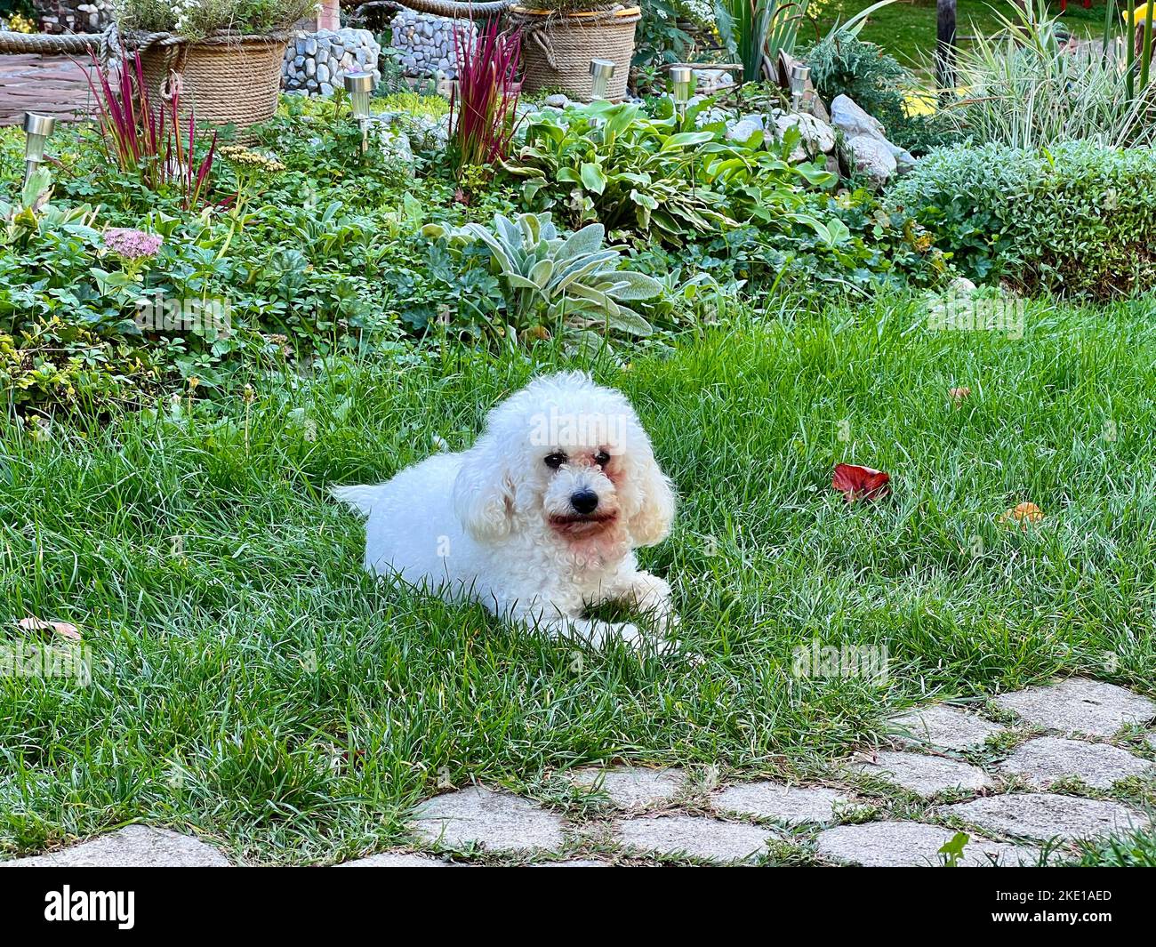 Cute little white puddle dog in the green flower garden Stock Photo - Alamy