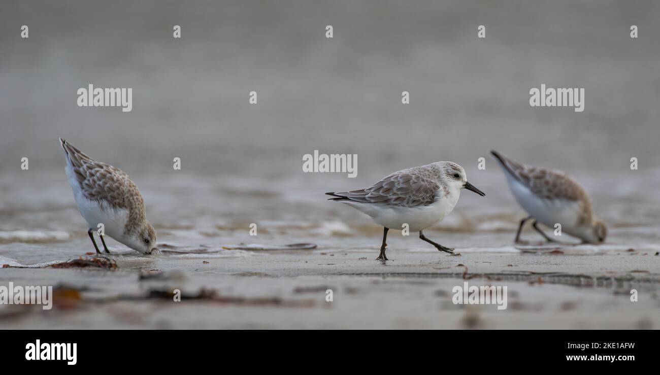 Three Sanderling (Calidris alba) feeding, probing their beaks into the ...