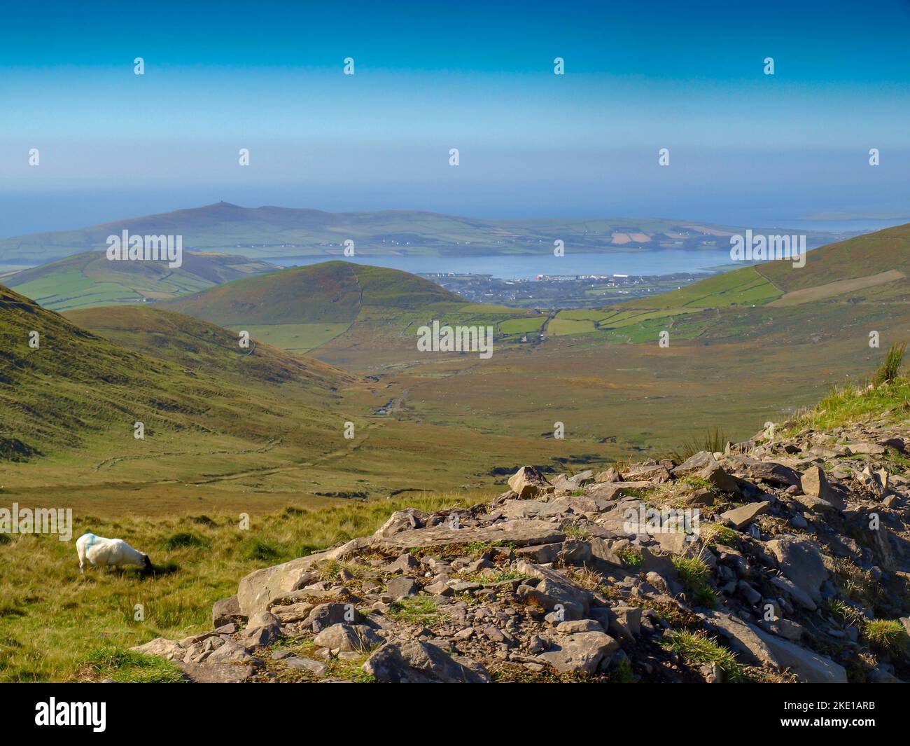 Irish sheep on a green meadow with Dingle Town and Dingle bay in the ...