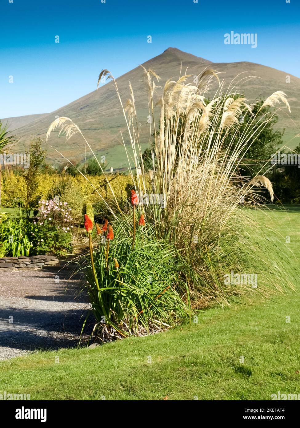 Dry reed bush with green grass in the foreground and Mount Brandon and ...