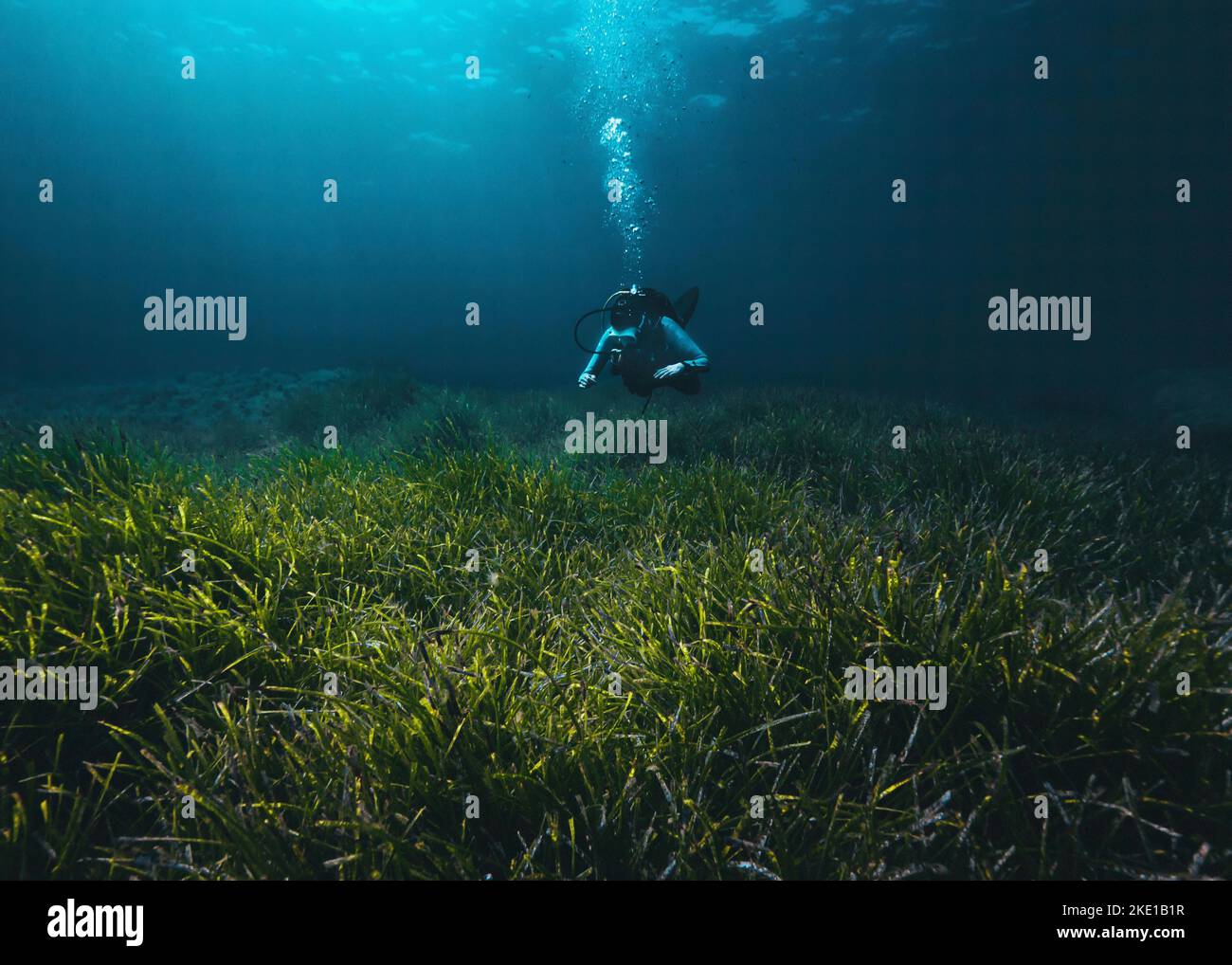 A scuba diver swimming underwater and exploring reefs, with green algae ...