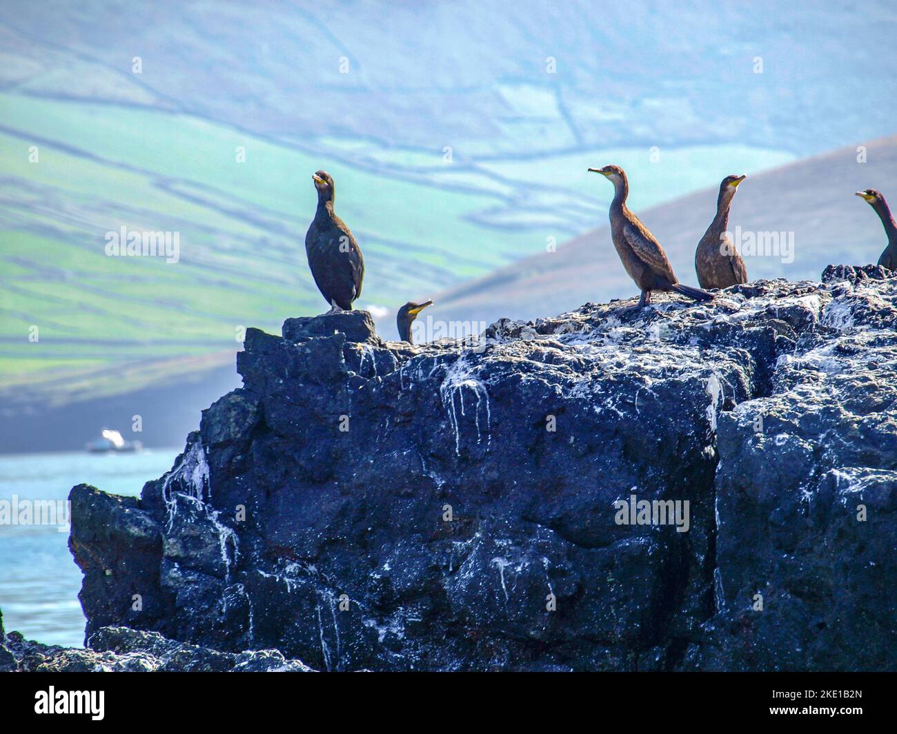 Flock of cormorants on a cliff with Blasket island in the background ...